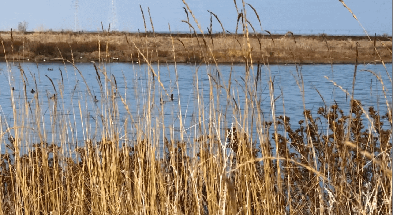 Our Bay Wetlands Journey: Creeping Wild Rye - Save The Bay