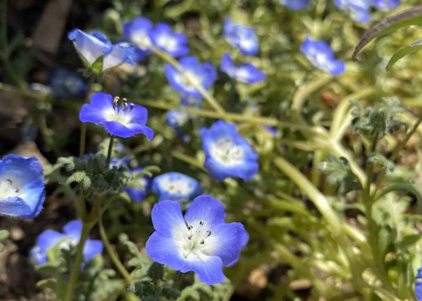 Spring Wildflowers Persist Despite Drought - Save The Bay