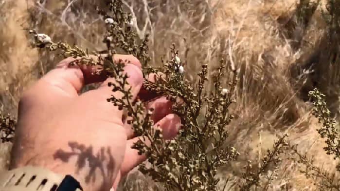 The Problem with Invasive Species - Save The Bay