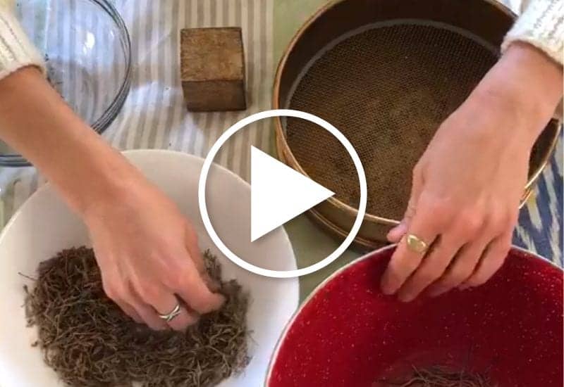 Behind the Scenes at Save The Bay: How Seeds are Cleaned - Save The Bay