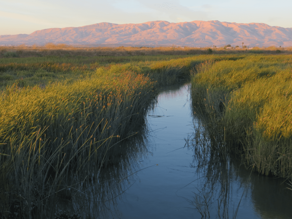 Why Wetland Transition Zone Restoration? - Save The Bay