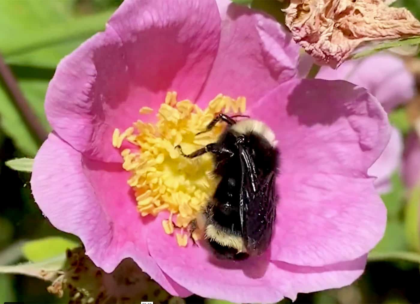 Planting for Pollinators - Save The Bay