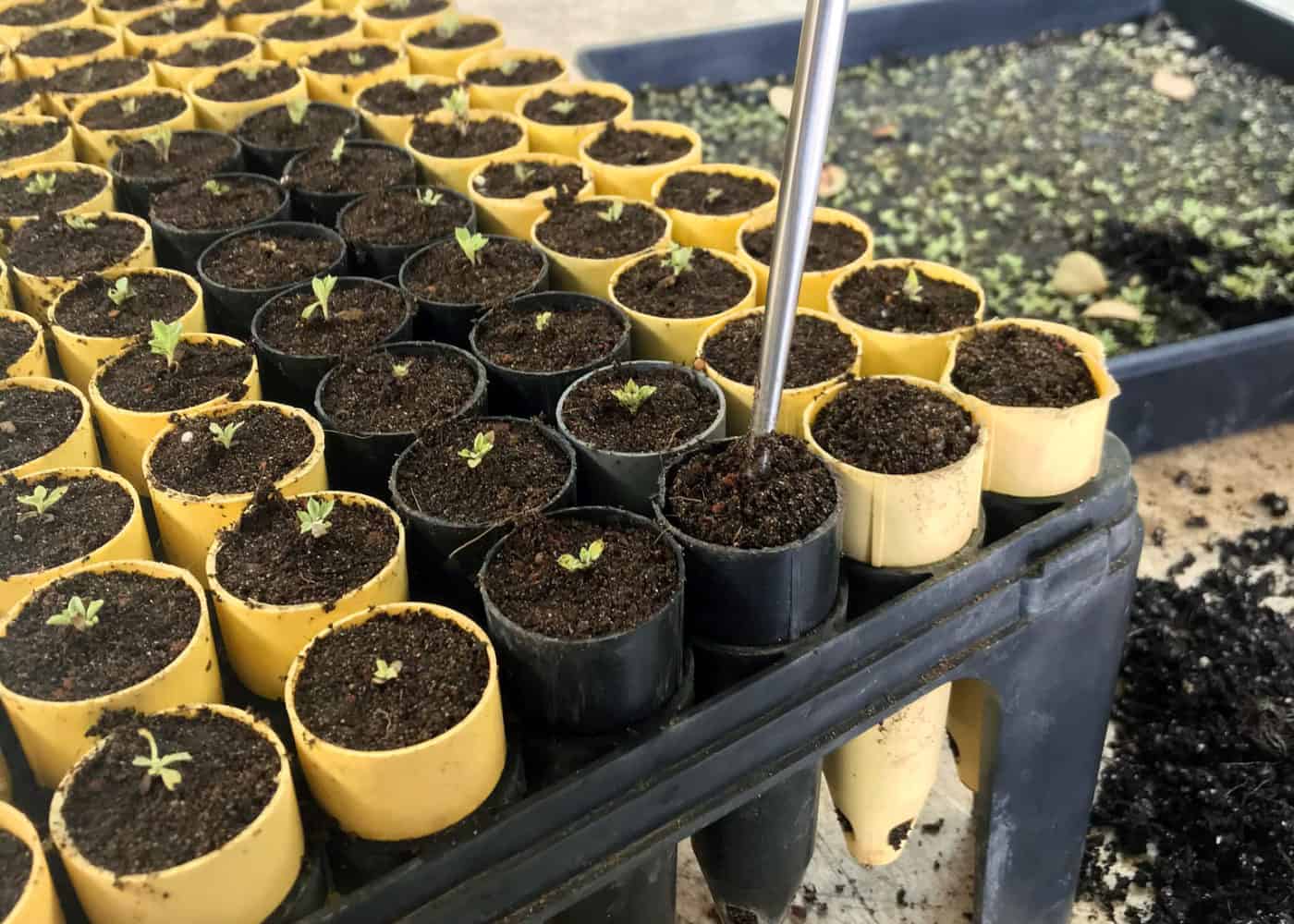 The Season for Sowing Seeds