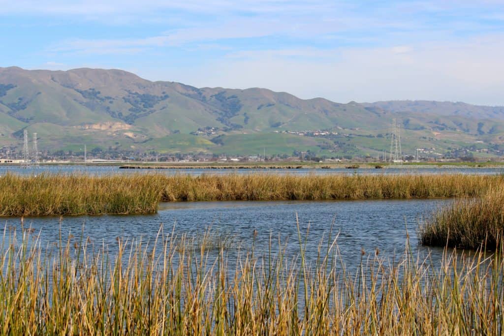 How Wetlands Fight Sea Level Rise - Save The Bay