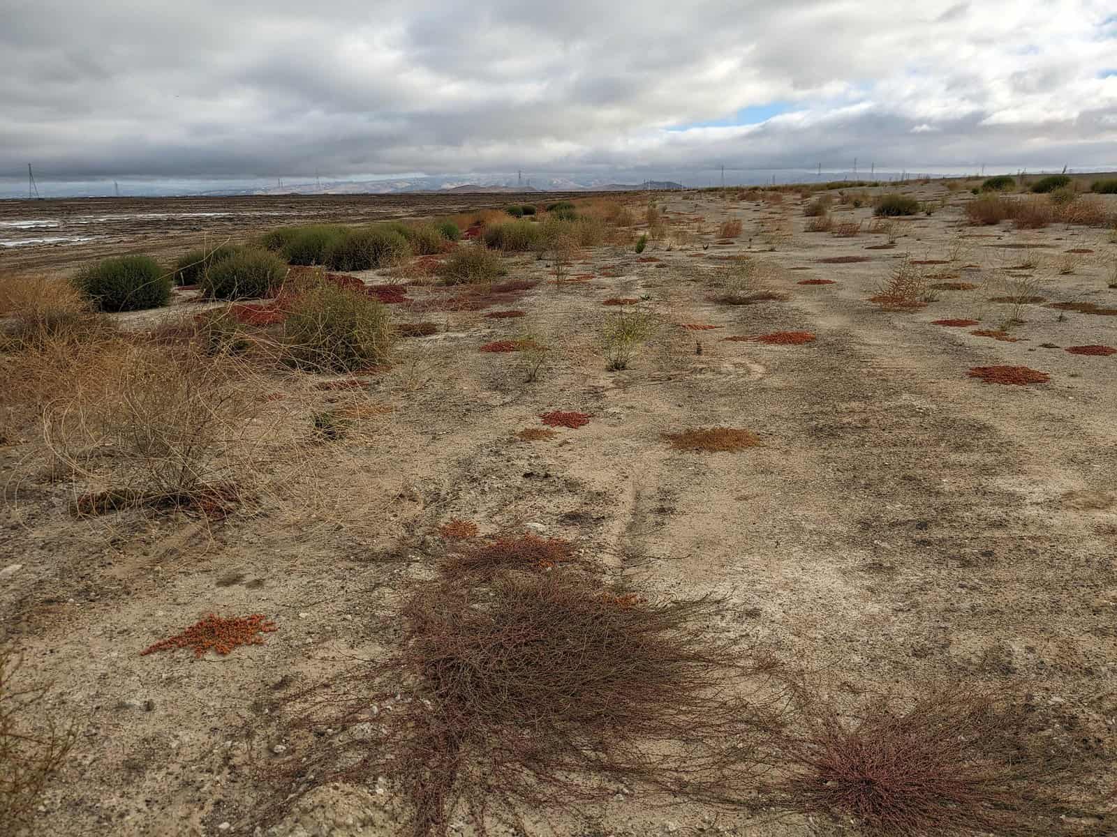 Prepping a New Site for Restoration - Save The Bay