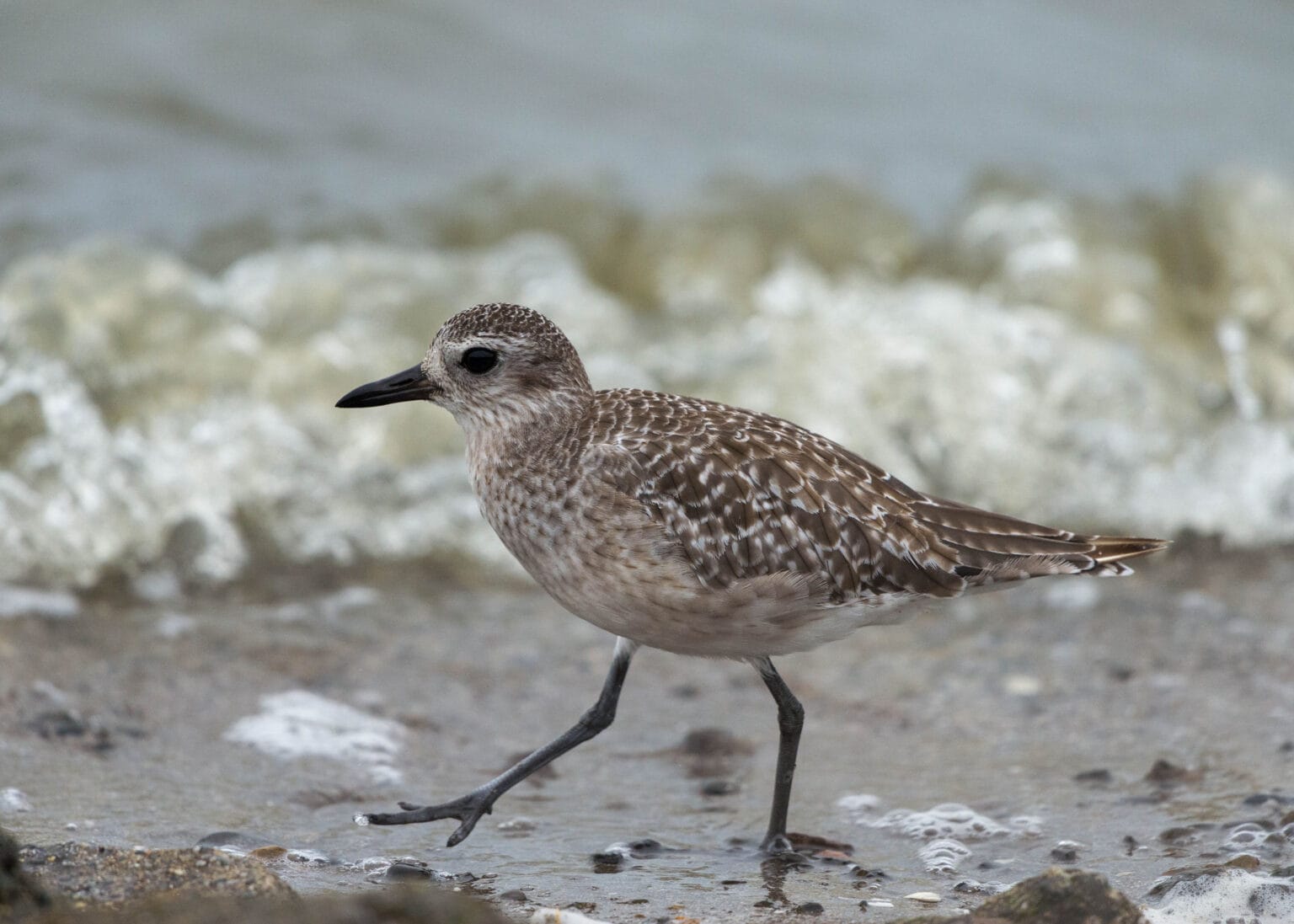 Birds of the Bay - Save The Bay