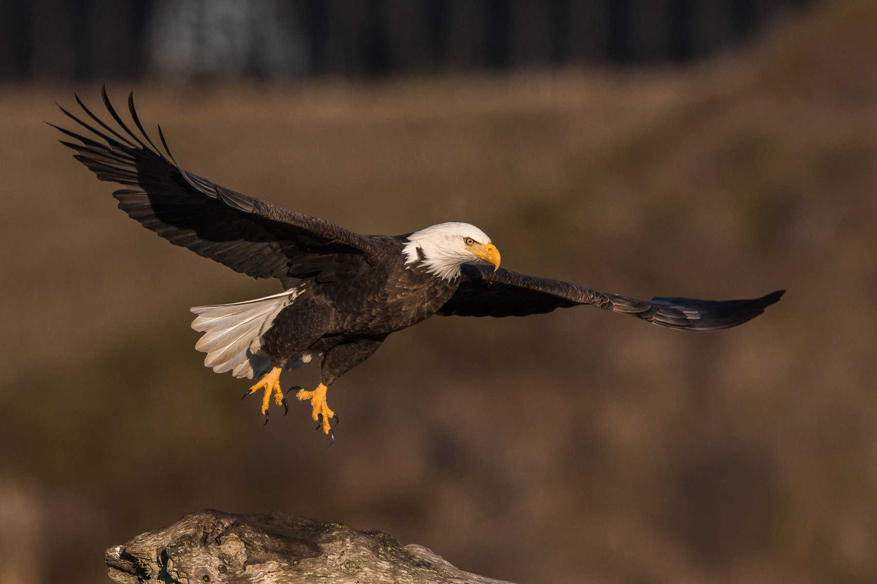 Birds of the Bay - Save The Bay