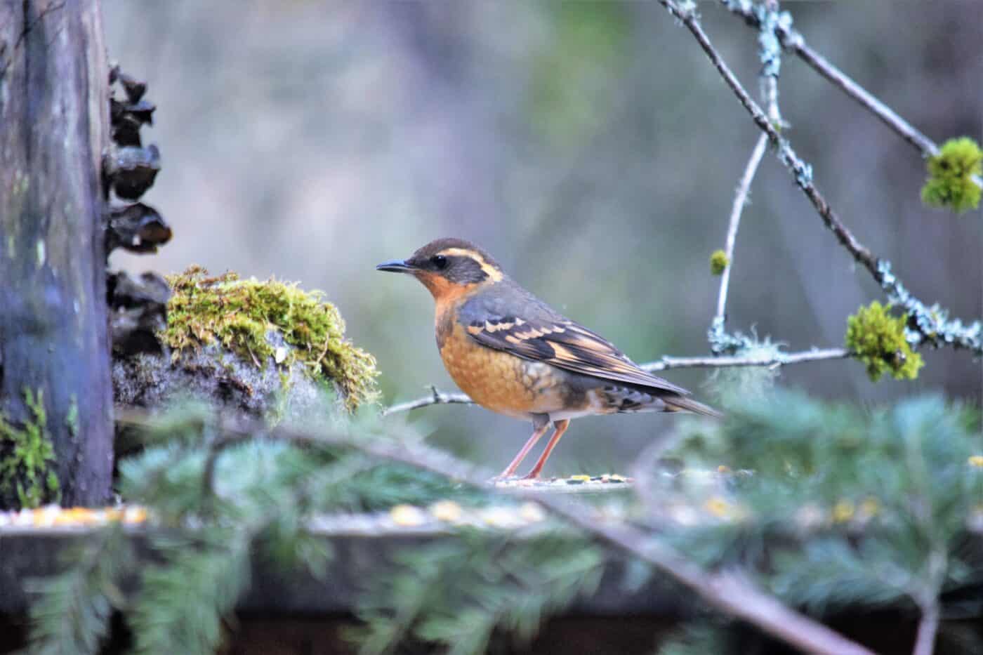 Birds of the Bay - Save The Bay