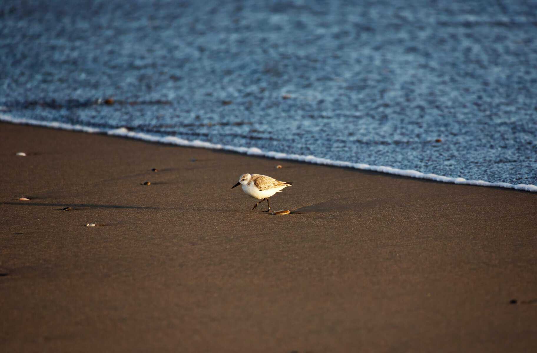 Birds of the Bay - Save The Bay