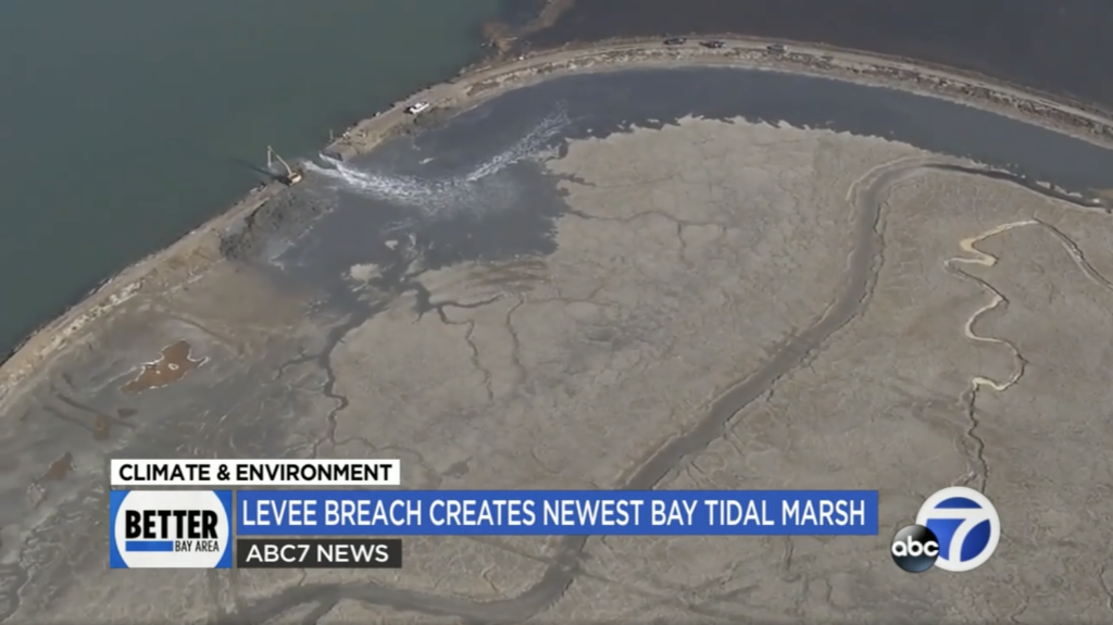 Levee breach creates new tidal marshland in San Francisco Bay | ABC 7 ...