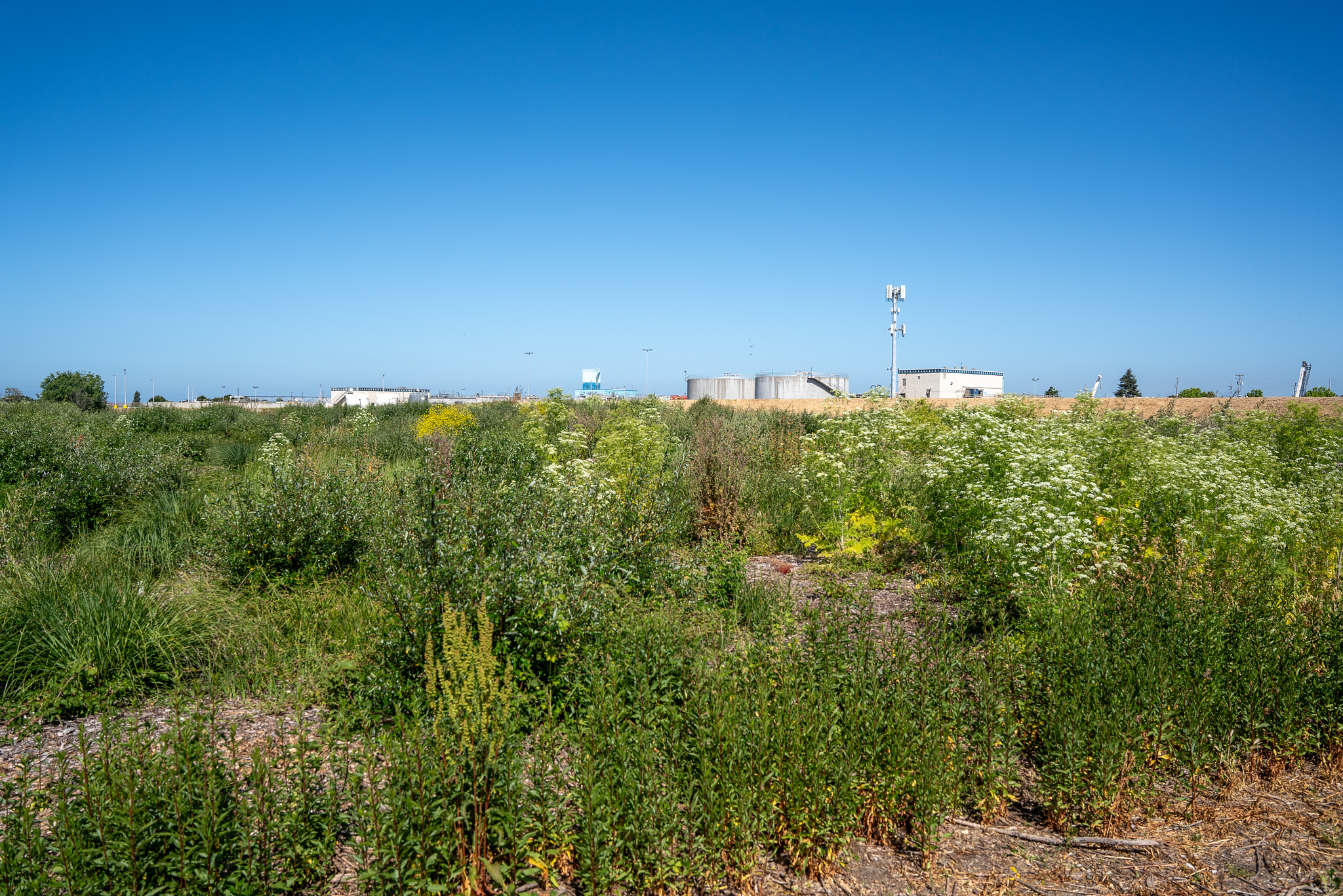 Oro Loma Horizontal Levee: Filtration, Flood Protection, and Habitat ...