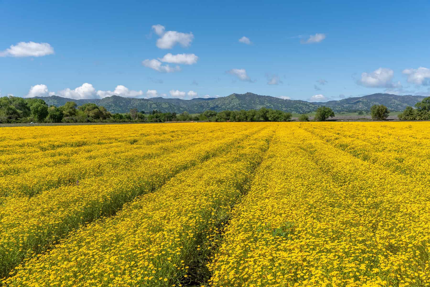 Field Trip: Exploring Native Seed Production and Vernal Pools - Save ...